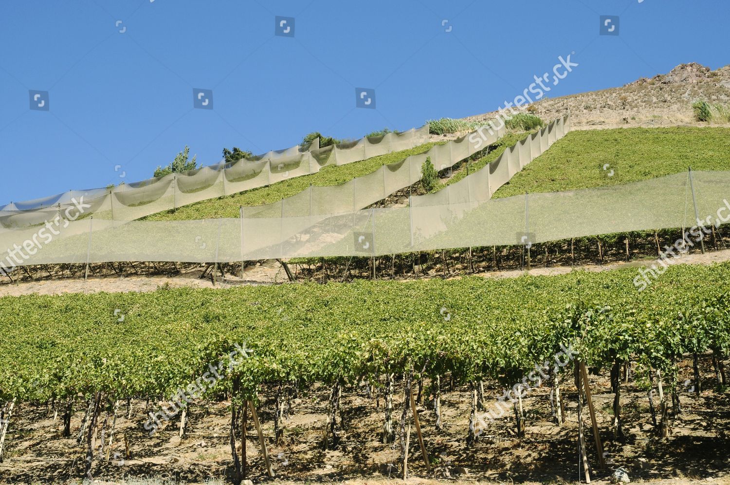 Vineyards Farming Fertile Valley Desert Mountains Editorial Stock Photo ...