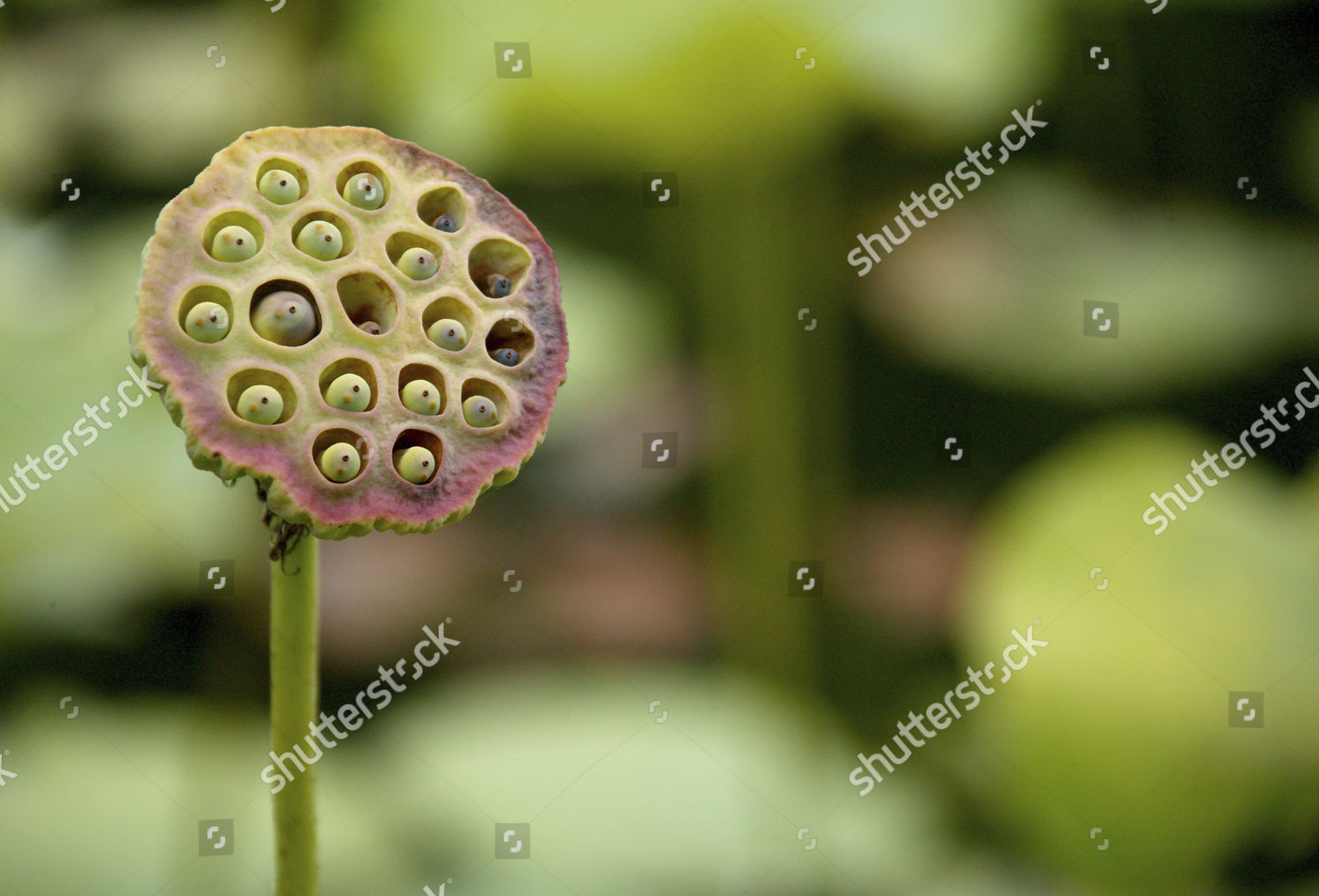 Wilted Lotus Flower Nelumbo Royal Botanical Editorial Stock Photo ...