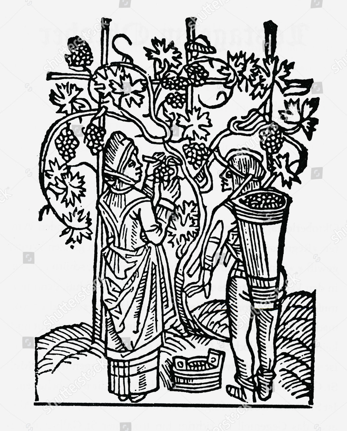 Grape Gathering Wood Carving Medieval Times Editorial Stock Photo ...