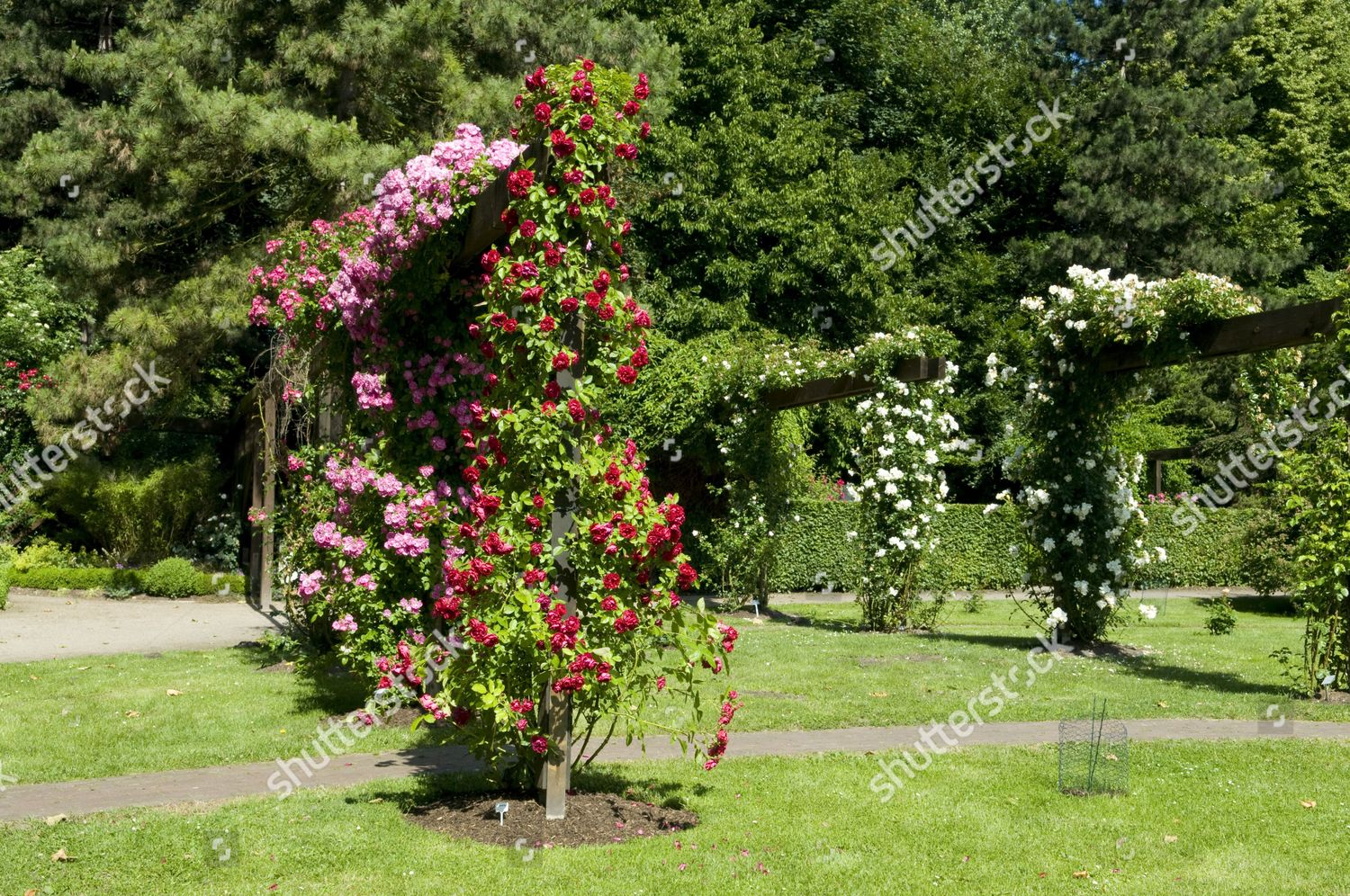 Climbing Roses Rose Garden Westfalenpark Dortmund Editorial Stock Photo ...