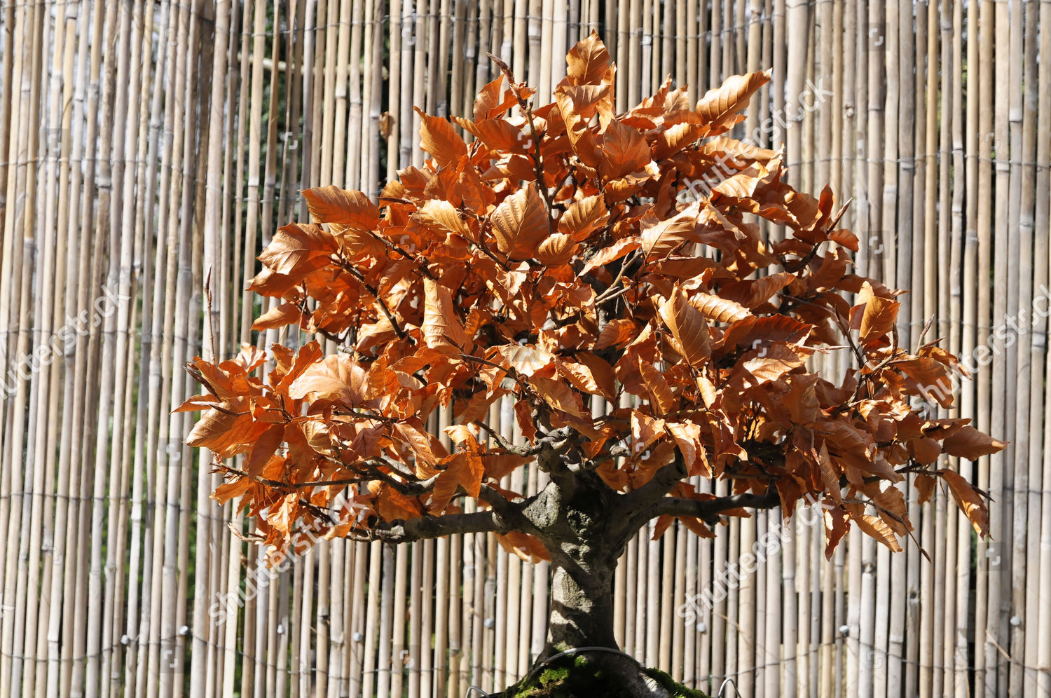 Bonsai European Beech Fagus Sylvativa Japanese Editorial Stock Photo ...