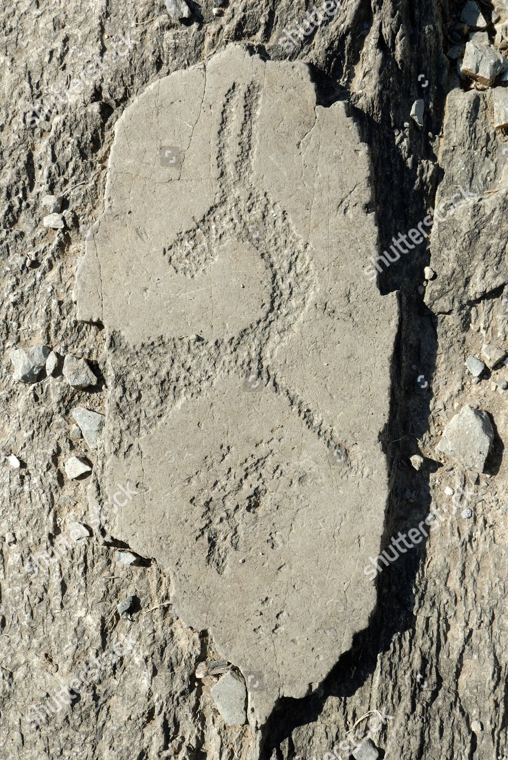 Prehistoric Pictogram Petroglyph Ibex Tschuja Valley Editorial Stock ...