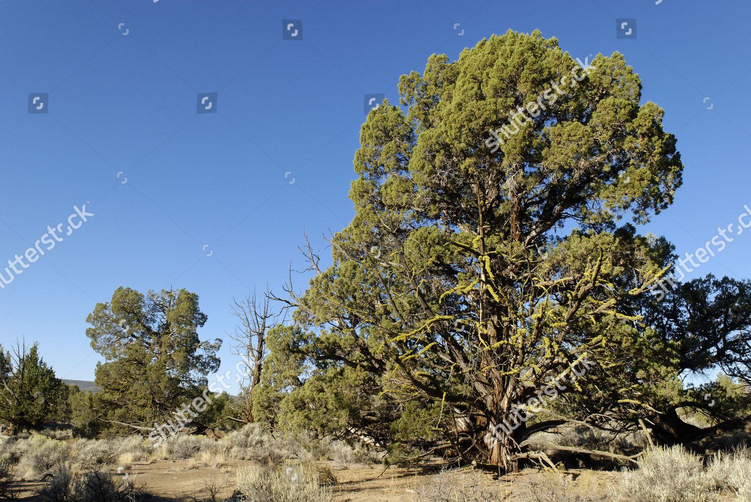 1000yearsold Western Juniper Tree Juniperus Occidentalis Editorial ...