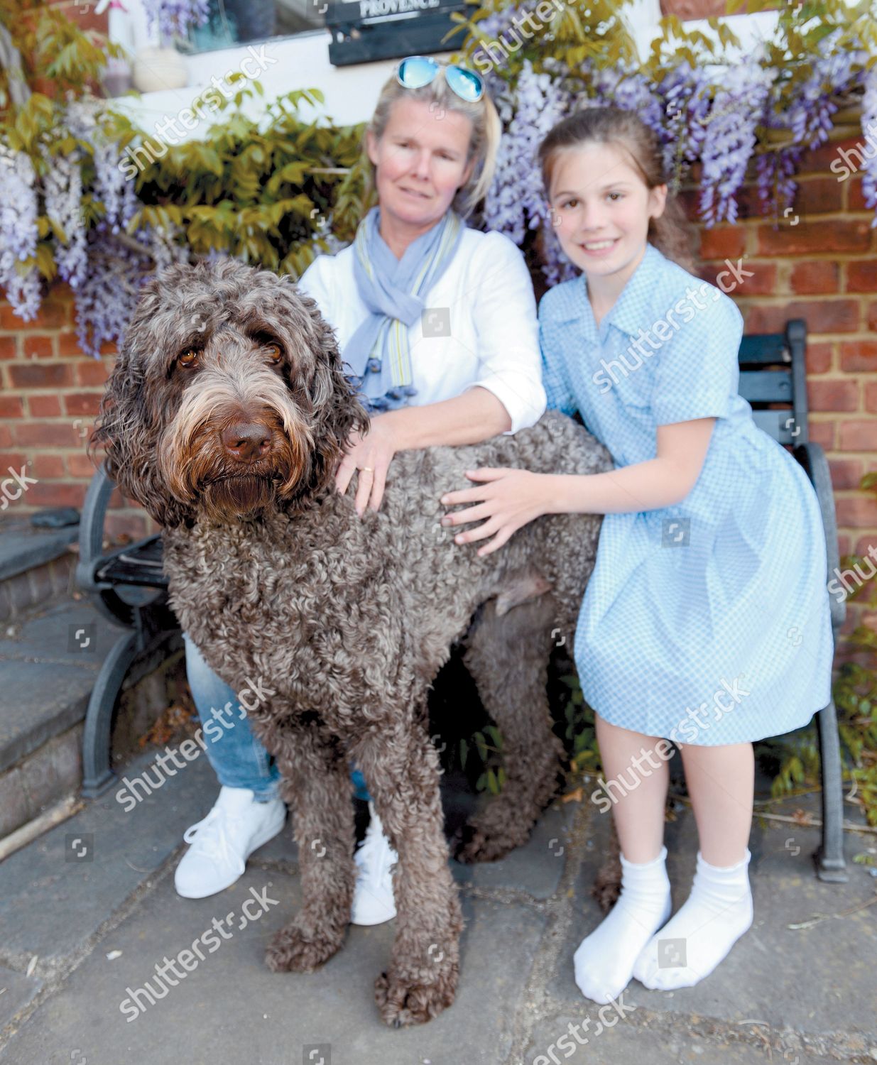 Emma Wilding Frankie Wilding 10 Labradoodle Editorial Stock Photo ...