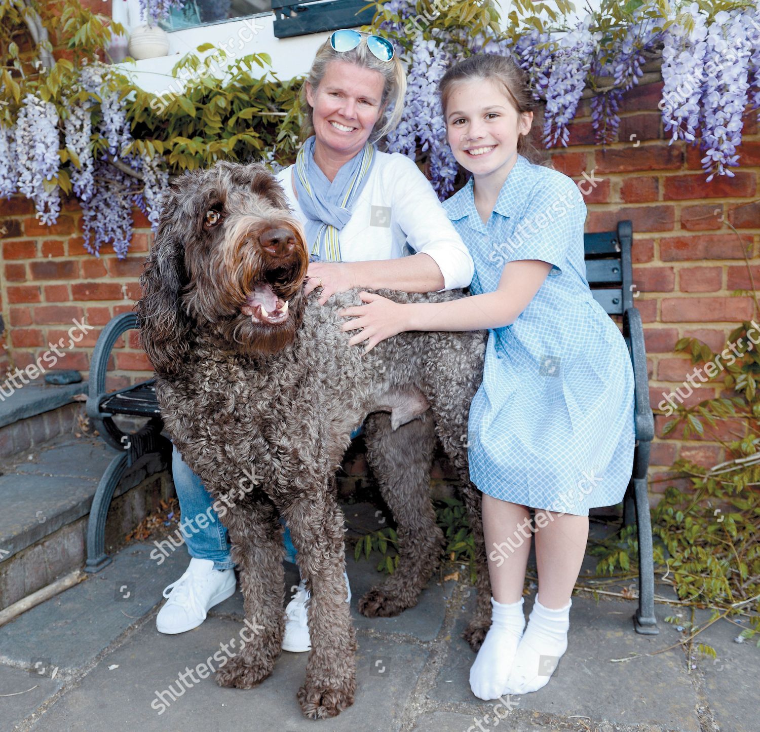Emma Wilding Frankie Wilding 10 Labradoodle Editorial Stock Photo ...