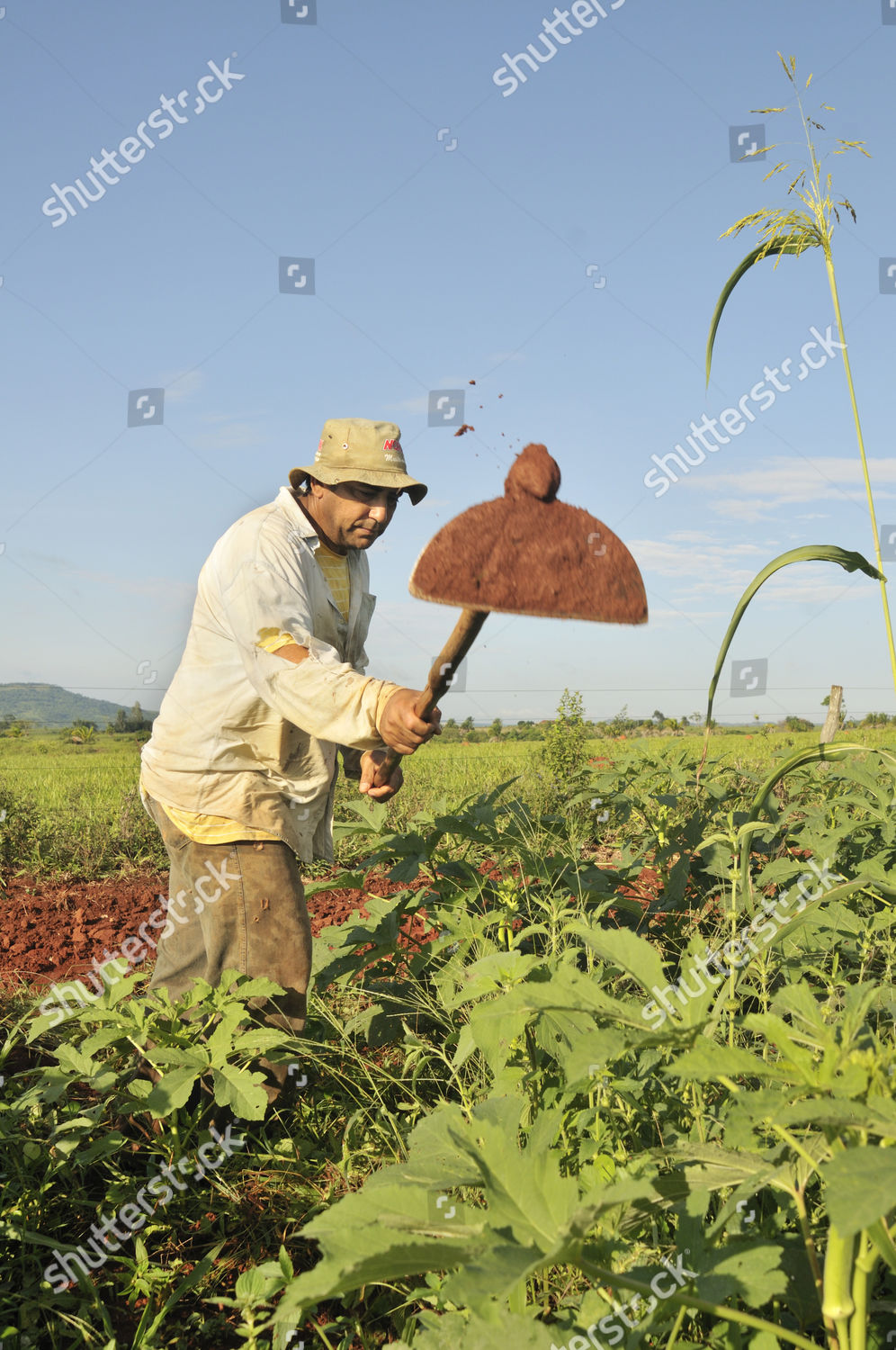 Farmer Weeding Okra Field Settlement Brazilian Editorial Stock Photo ...