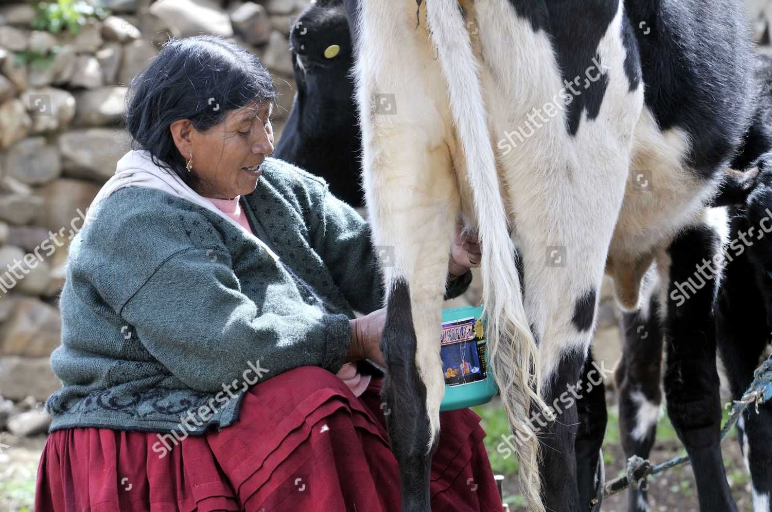 Dairy Cow Farming Old Woman Milking Editorial Stock Photo - Stock Image ...