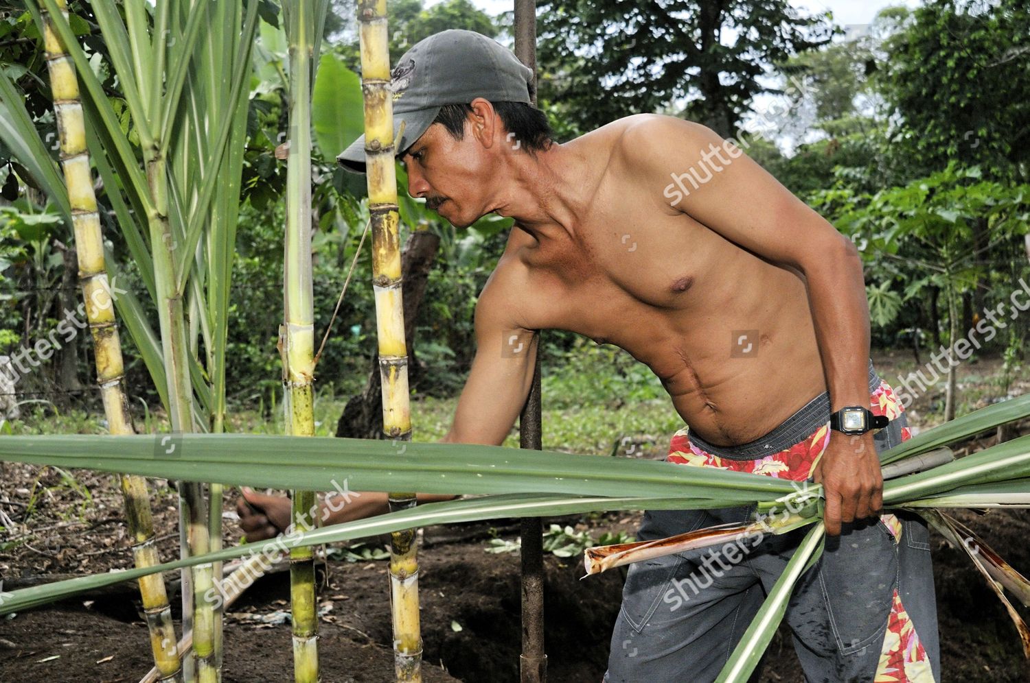 Man Cutting Sugar Cane Slum Feed Editorial Stock Photo - Stock Image ...