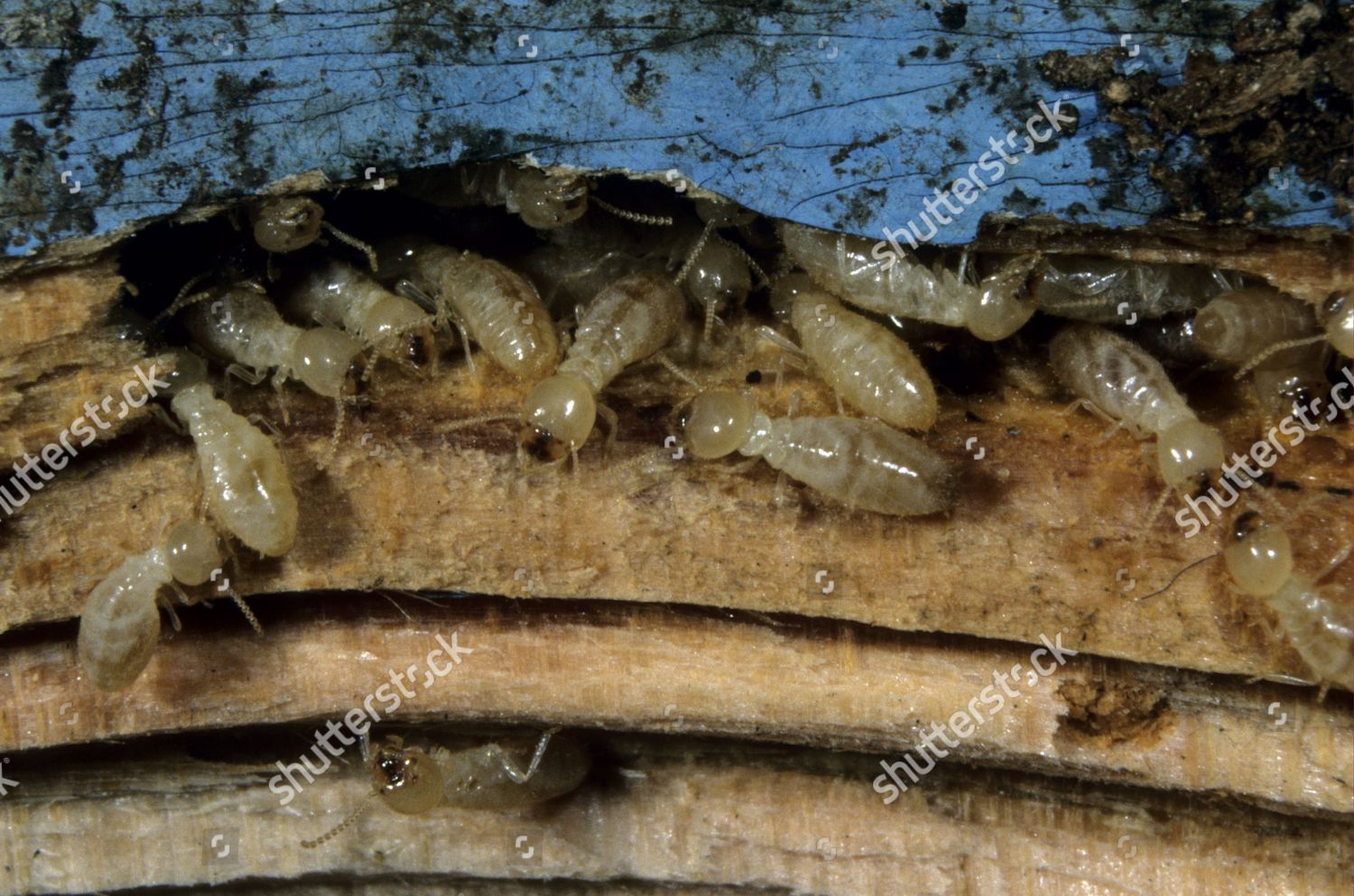 Termite Reticulitermes Lucifugus Workers Feeding On Editorial Stock ...