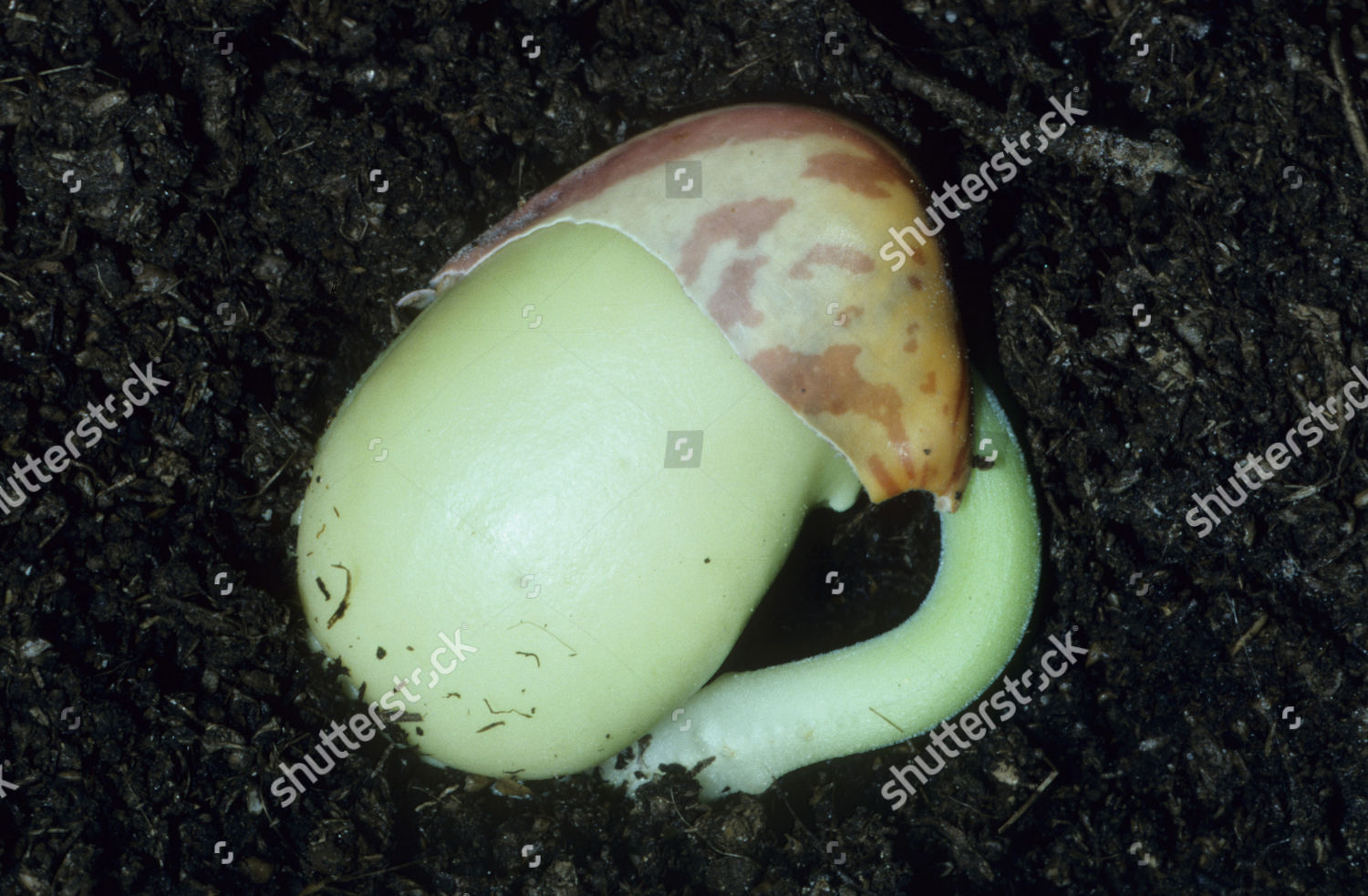 Broad Bean Vicia Faba Starting Germinate Editorial Stock Photo - Stock ...