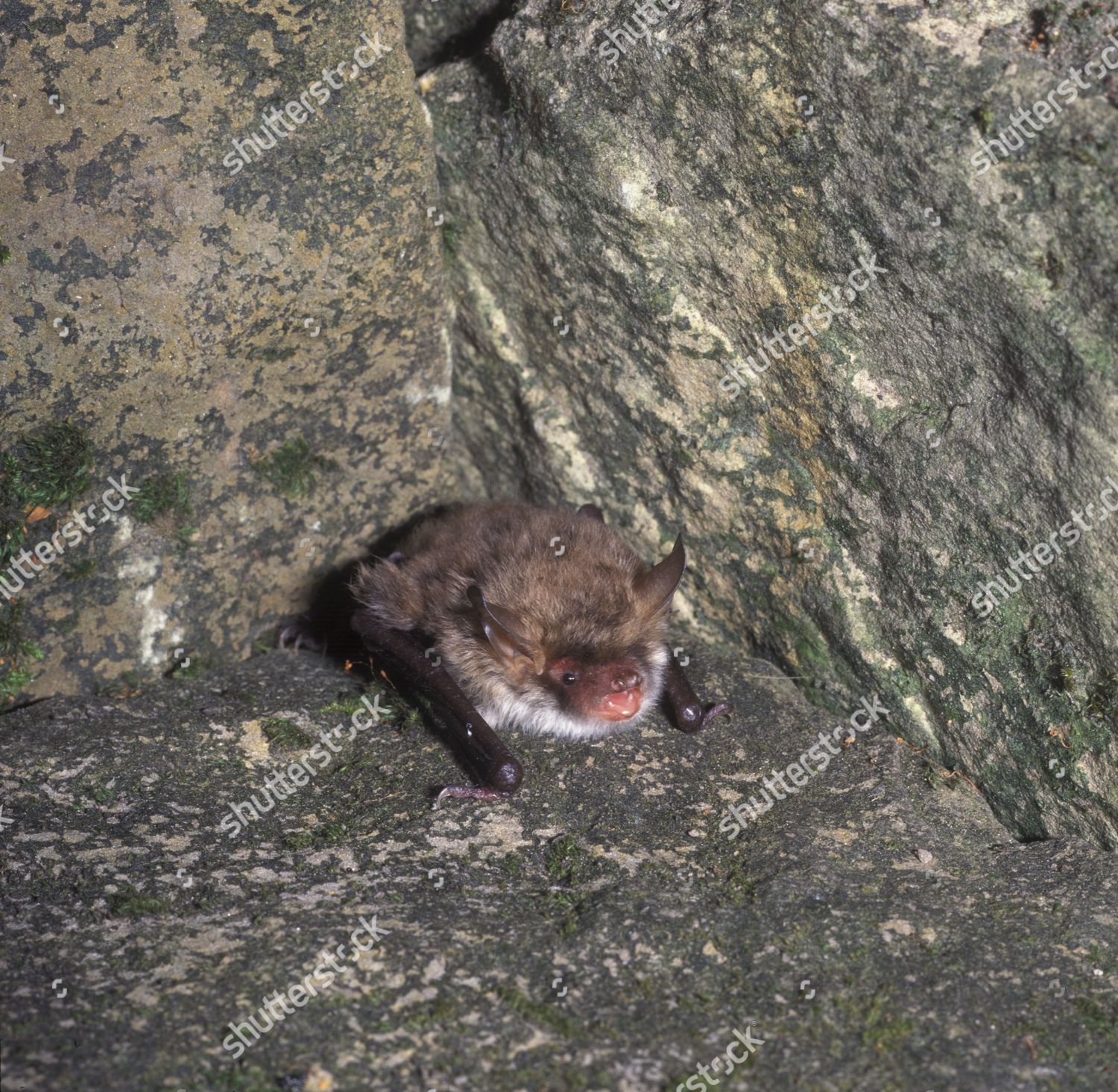 Natterers Bat Myotis Nattereri Resting On Editorial Stock Photo - Stock ...