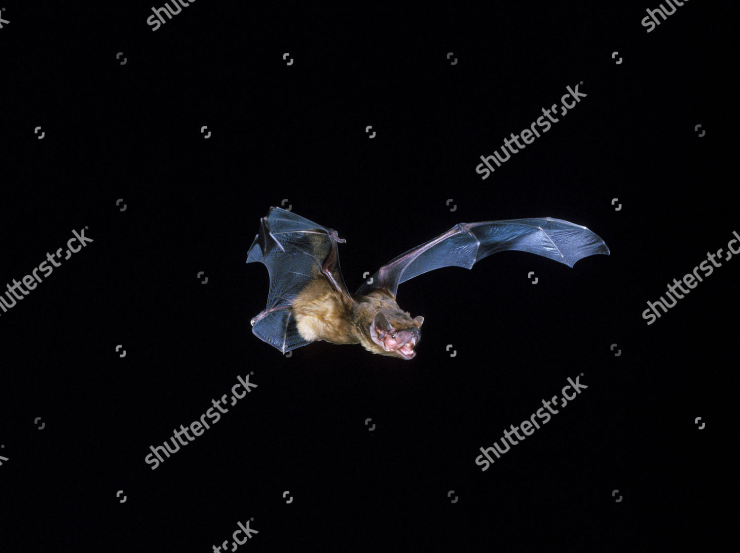 Serotine Bat Eptesicus Serotinus Adult Flight Editorial Stock Photo ...