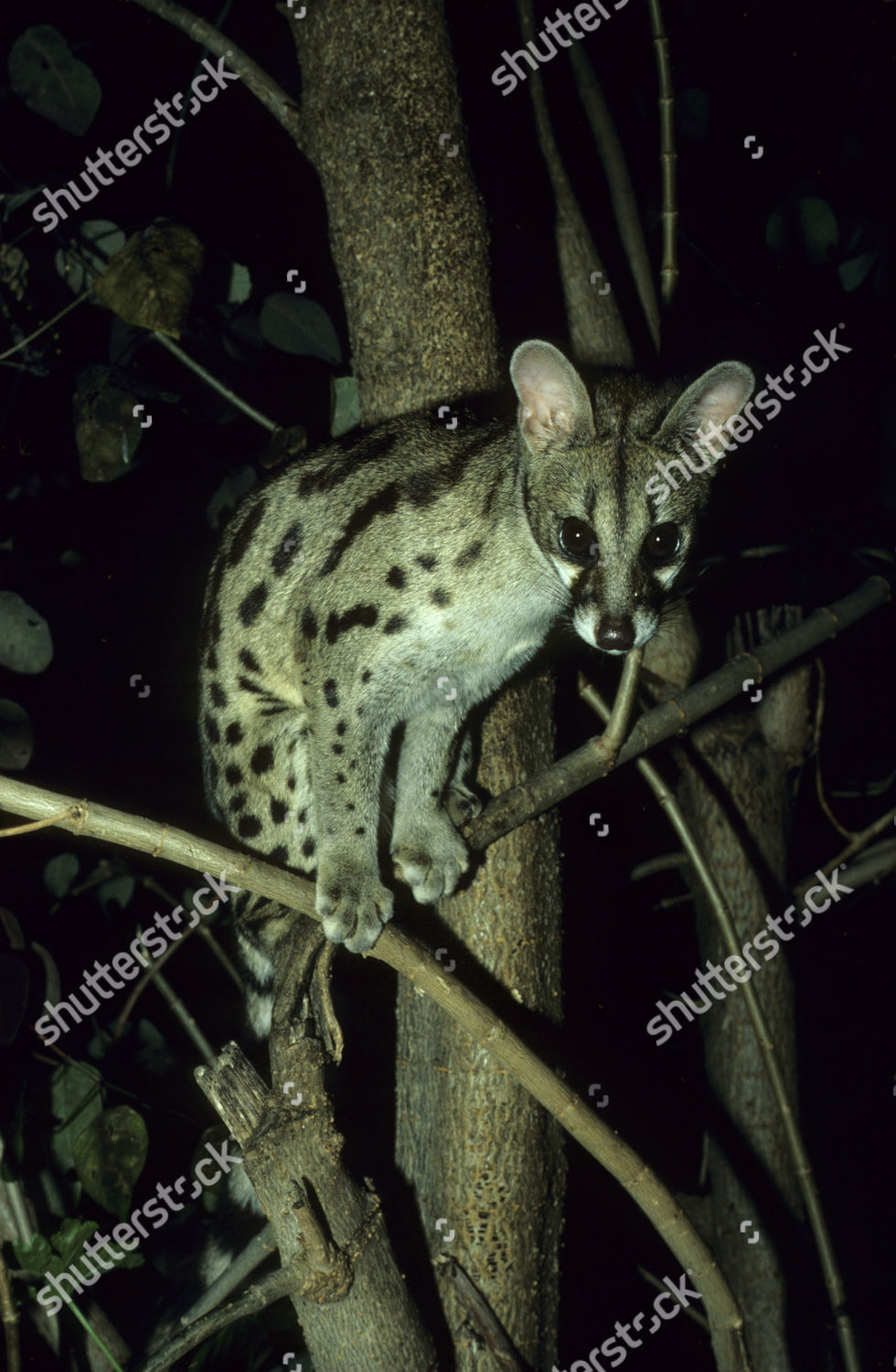Large Spotted Genet Genetta Tigrina Tree Editorial Stock Photo - Stock ...