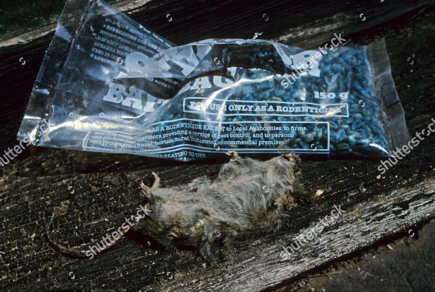 Traps Rodenticide Used Kill Rats Around Editorial Stock Photo - Stock ...