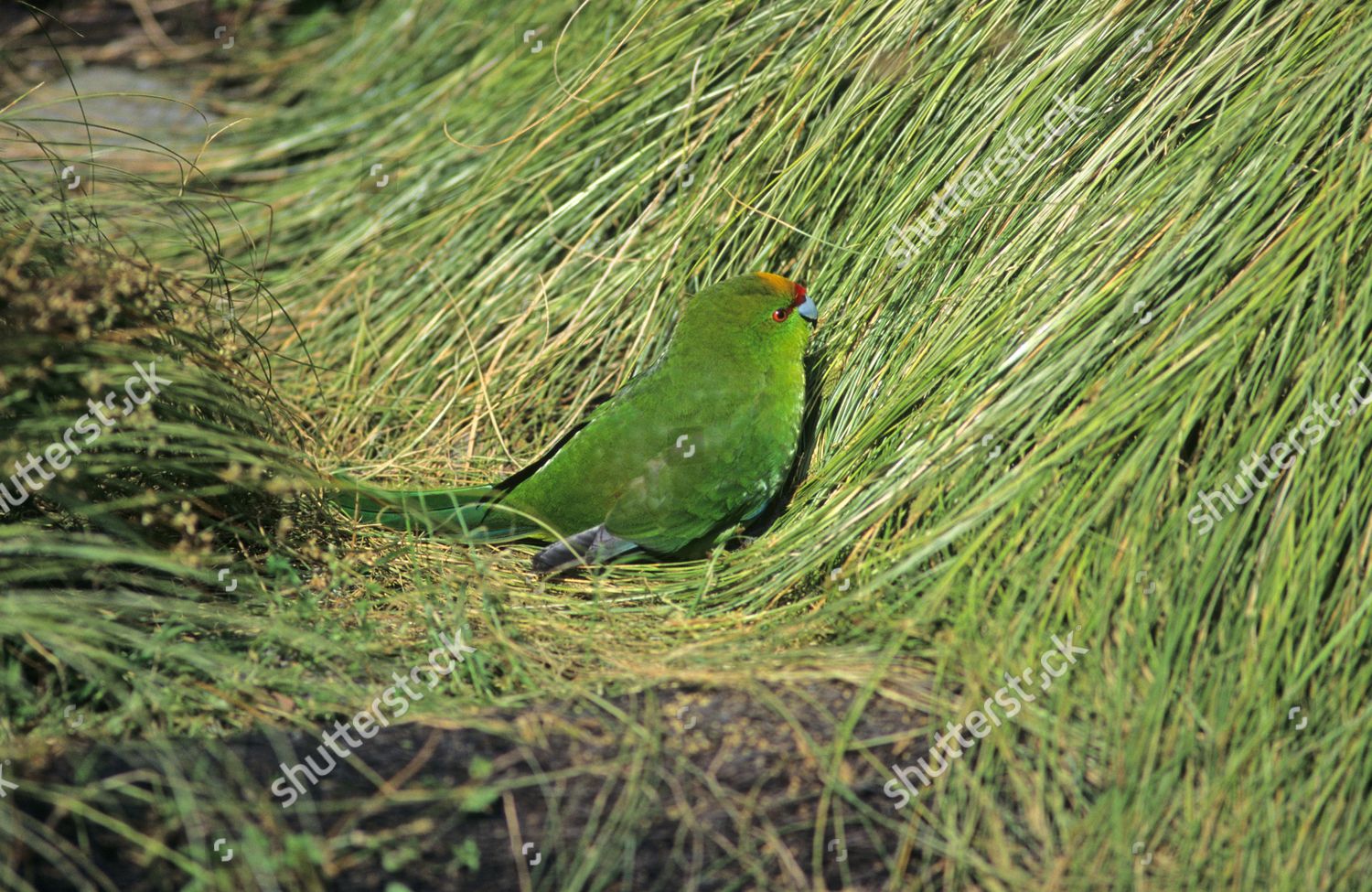 YELLOW-CROWNED PARAKEET CYANORAMPHUS AURICEPS NEW ZEALAND Editorial ...
