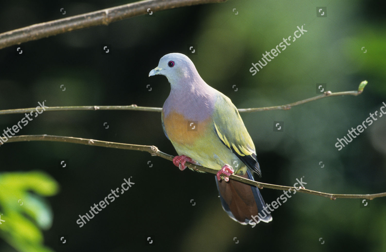 Pink Necked Green Pigeon Treron Vernans Editorial Stock Photo - Stock ...