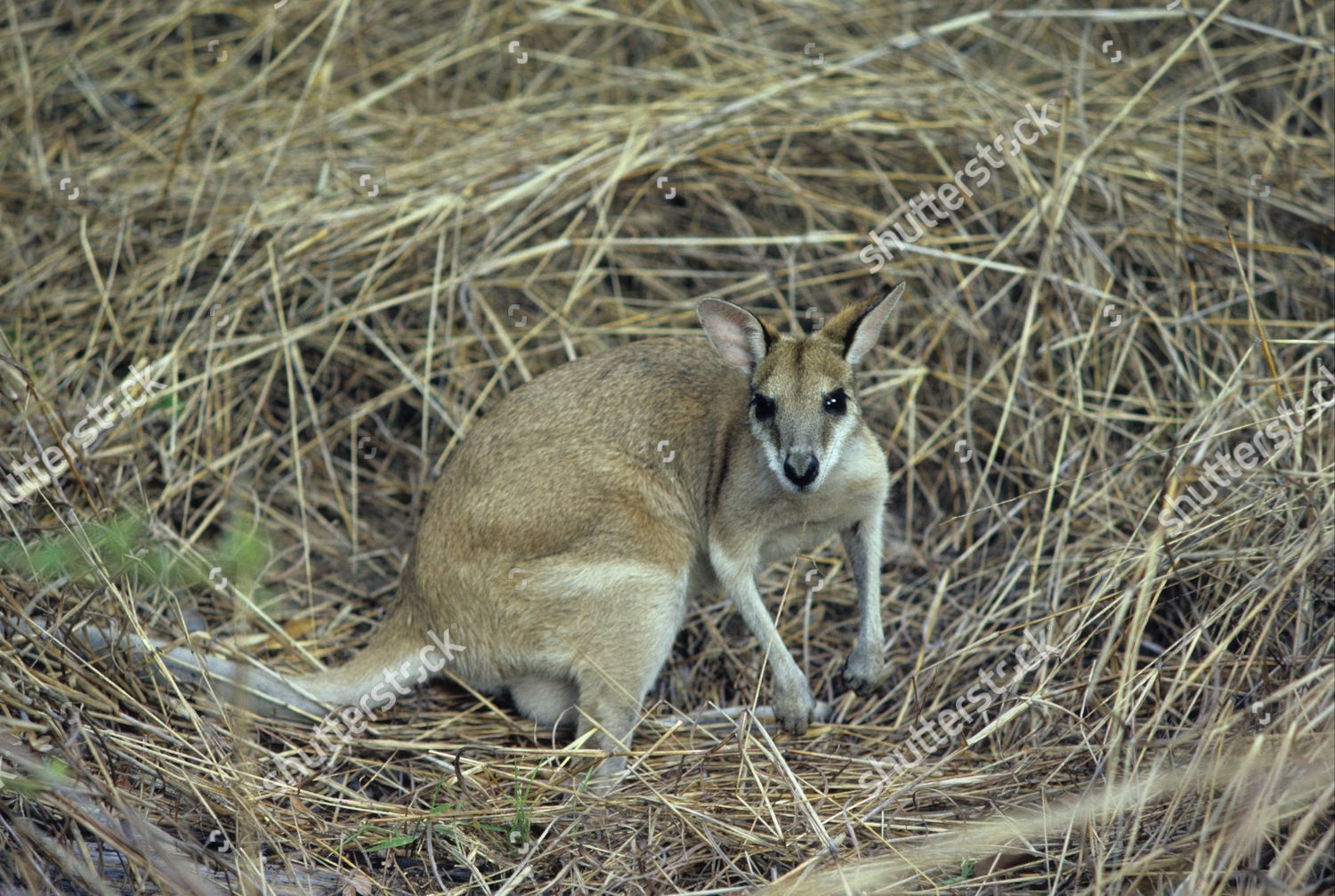 Agile Wallaby Macropus Agilis Australia Editorial Stock Photo - Stock ...