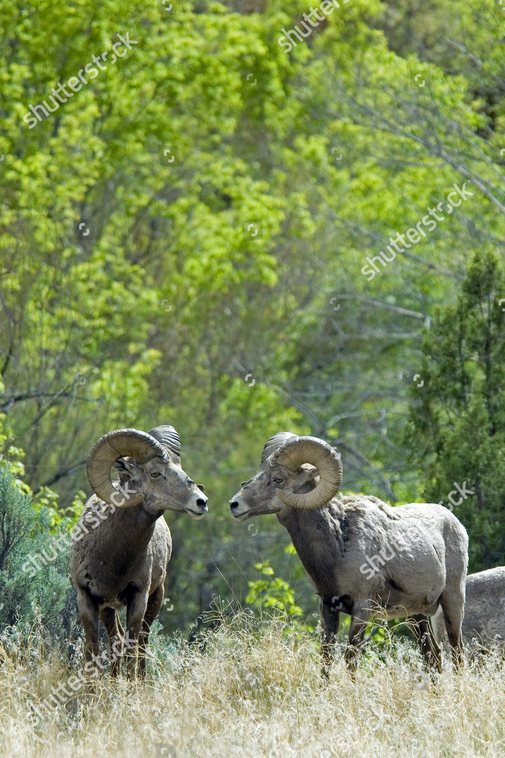 Desert Bighorn Sheep Ovis Canadensis Nelsoni Editorial Stock Photo ...