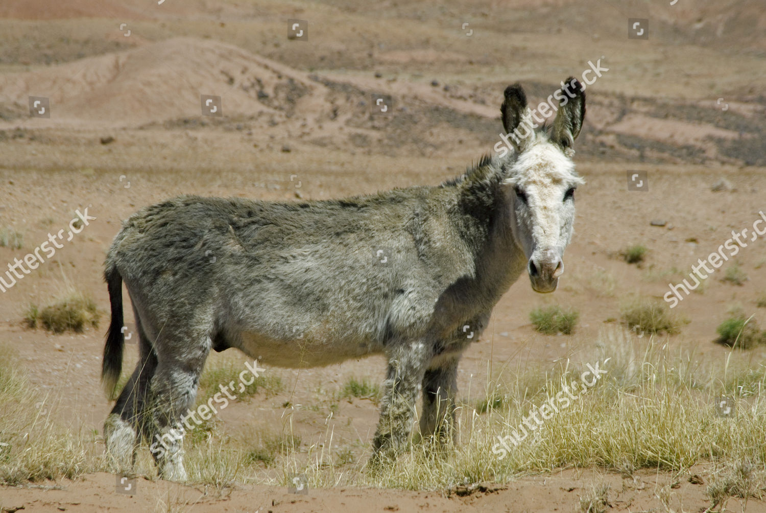 Donkey Feral Burro Desert Round Rock Editorial Stock Photo - Stock ...