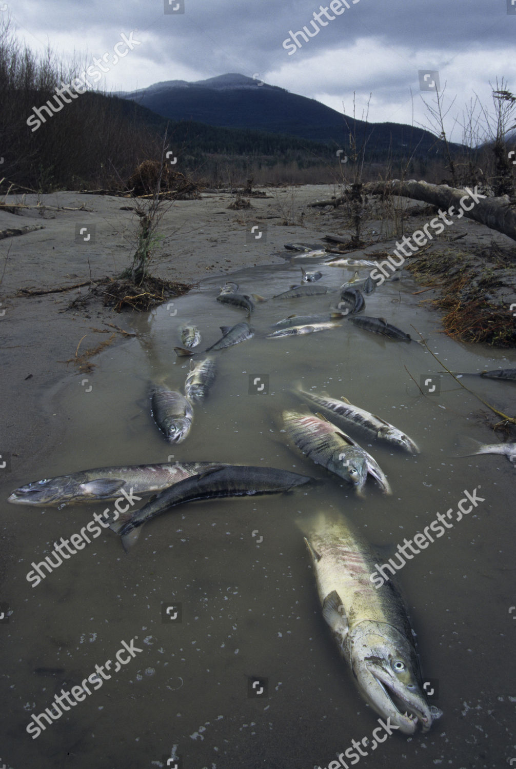 Dog Salmon Oncorhynchus Keta Dead After Editorial Stock Photo - Stock ...