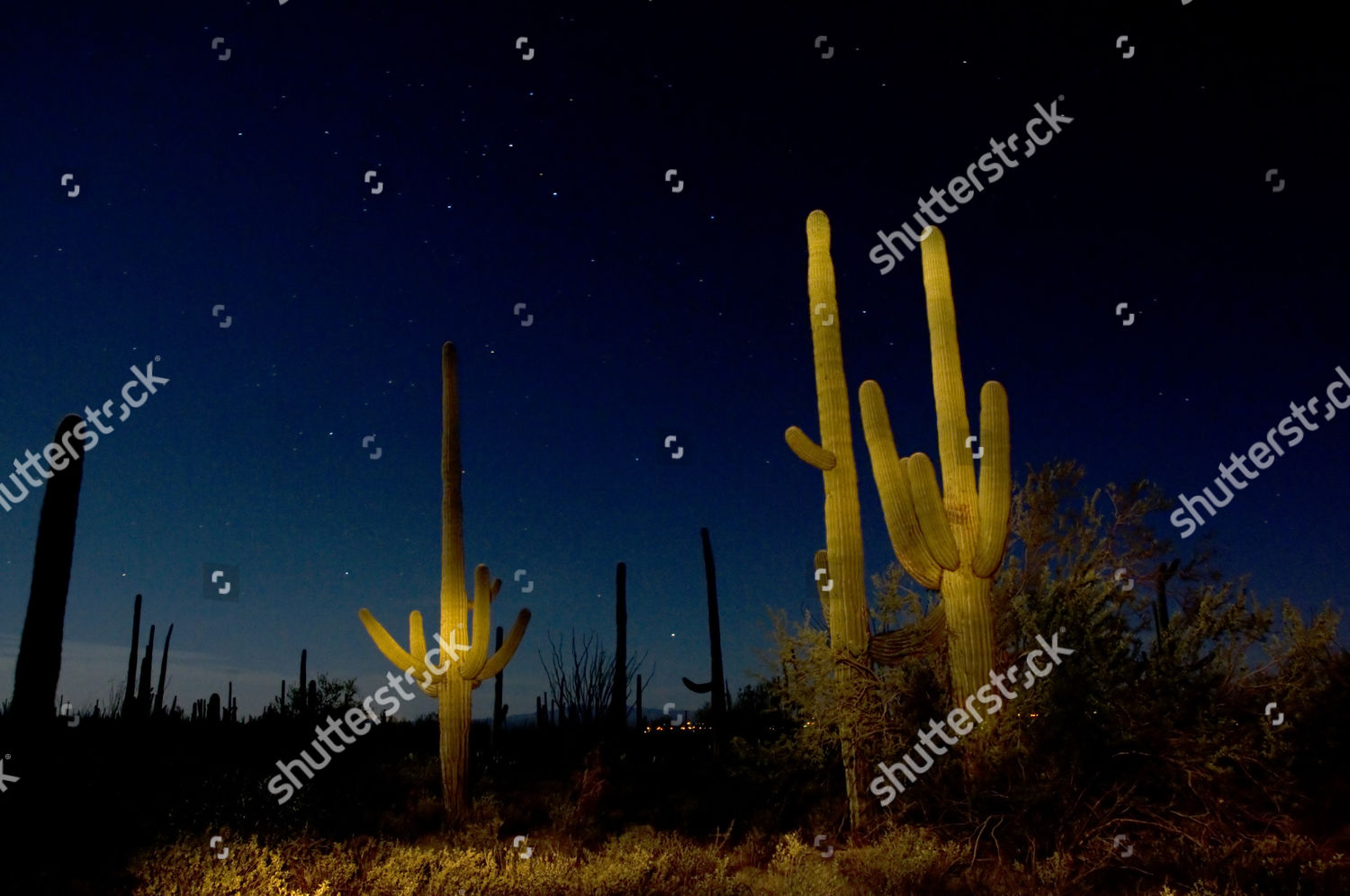 Saguaro Cacti Carnegiea Gigantea Desert Habitat Editorial Stock Photo ...