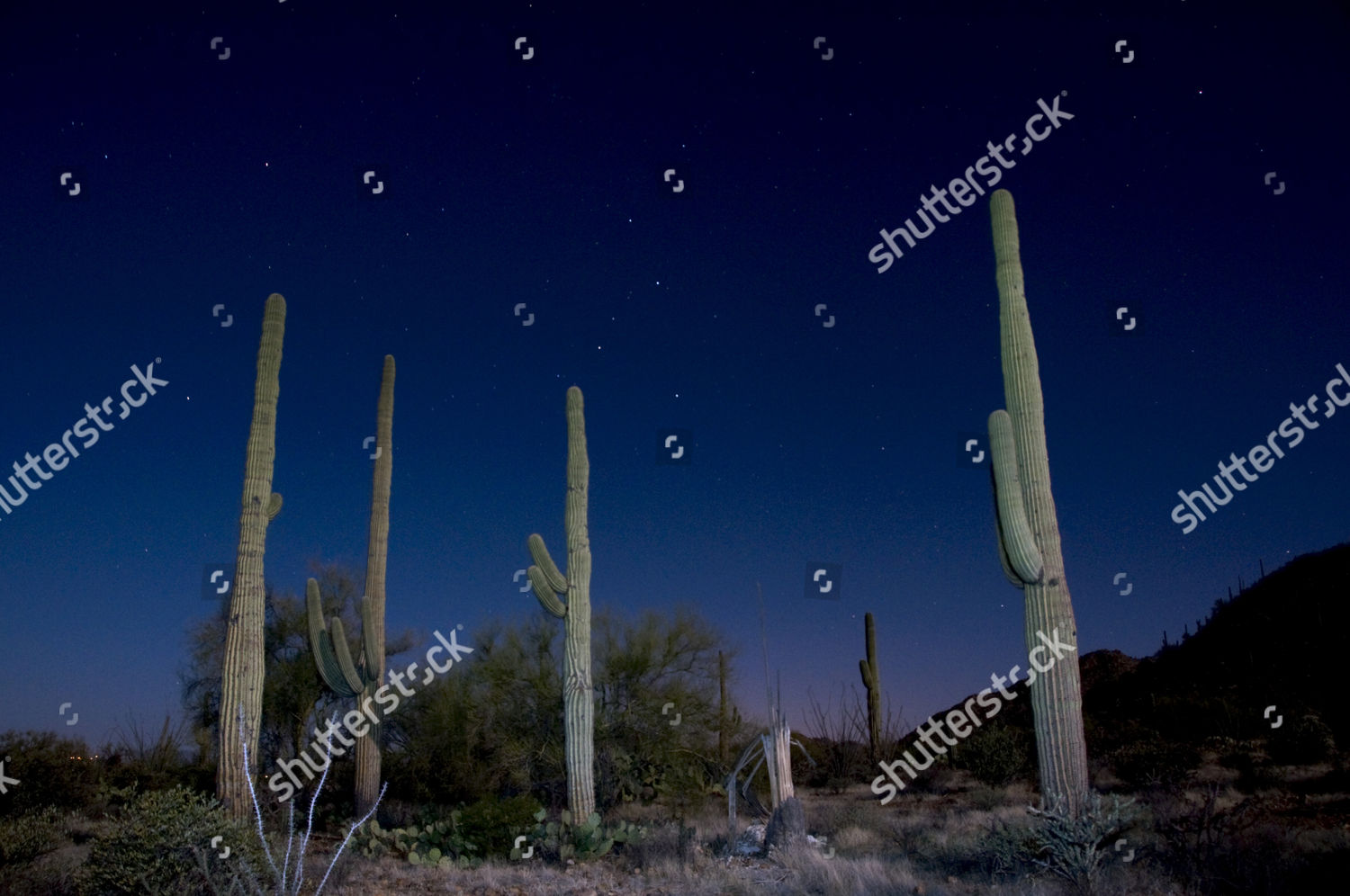 Saguaro Cacti Carnegiea Gigantea Desert Habitat Editorial Stock Photo ...