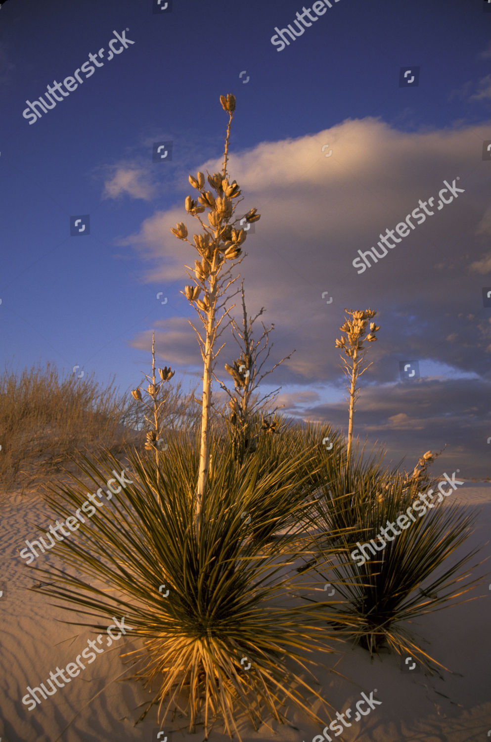 Yucca Yucca Sp White Sands National Editorial Stock Photo - Stock Image ...