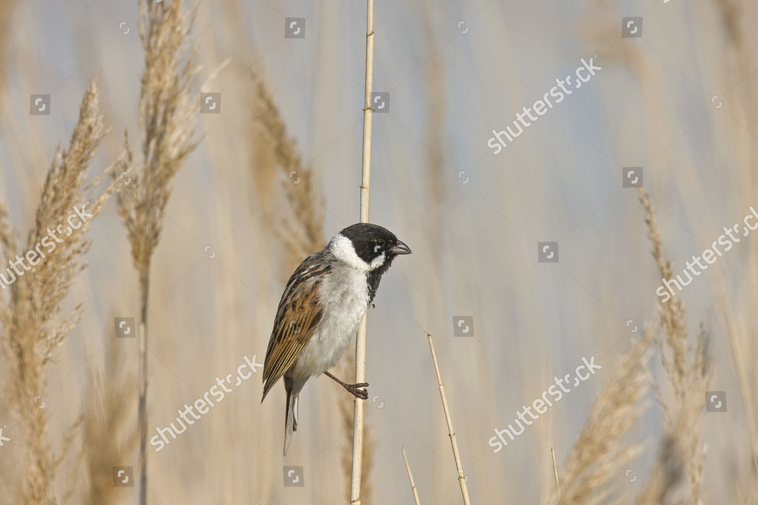 Spanish Reed Bunting Emberiza Schoeniclus Lusitanica Editorial Stock ...