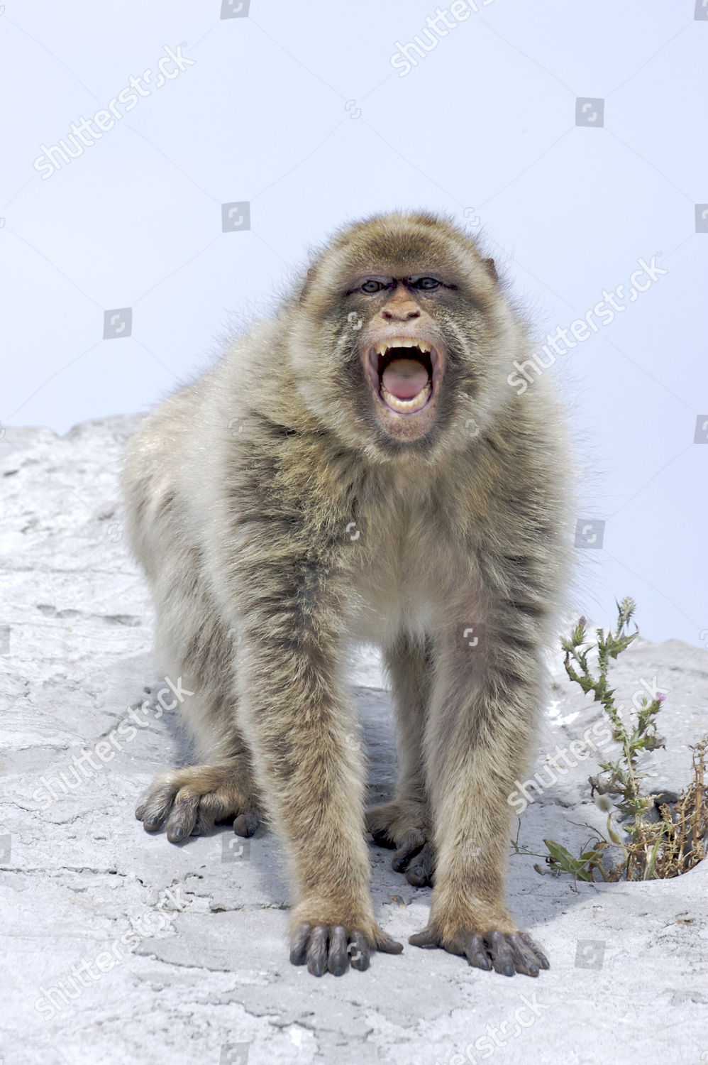 Barbary Macaque Macaca Sylvanus Adult Aggressive Editorial Stock Photo ...