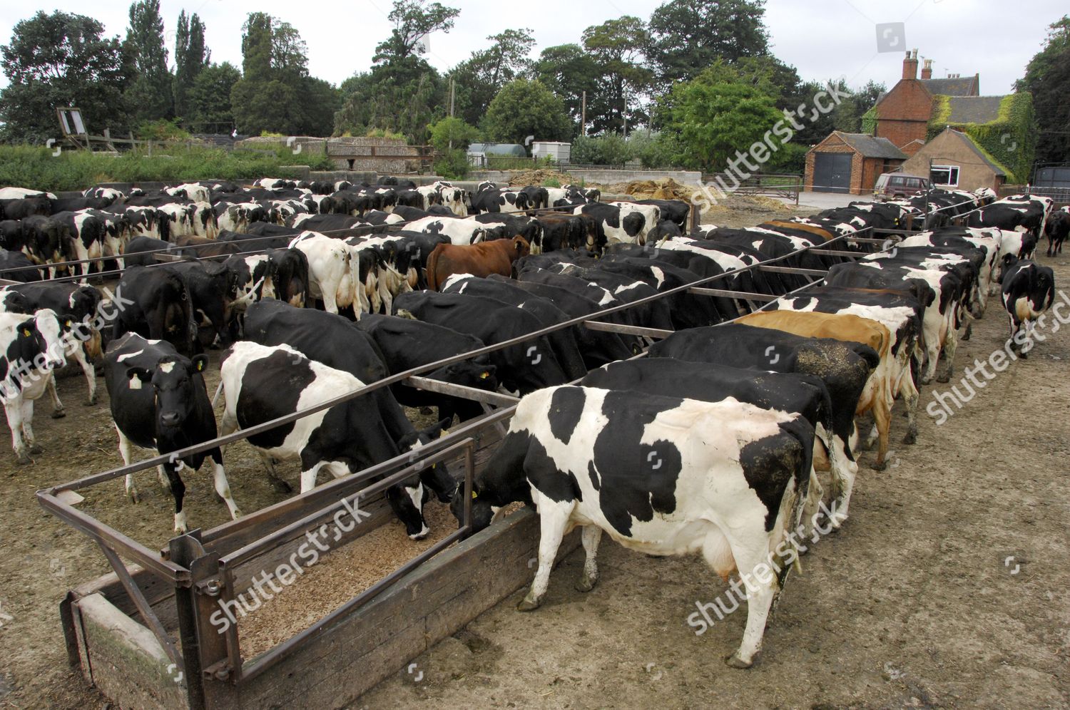 Domestic Cattle Bos Primigenius Taurus Holstein Editorial Stock Photo ...
