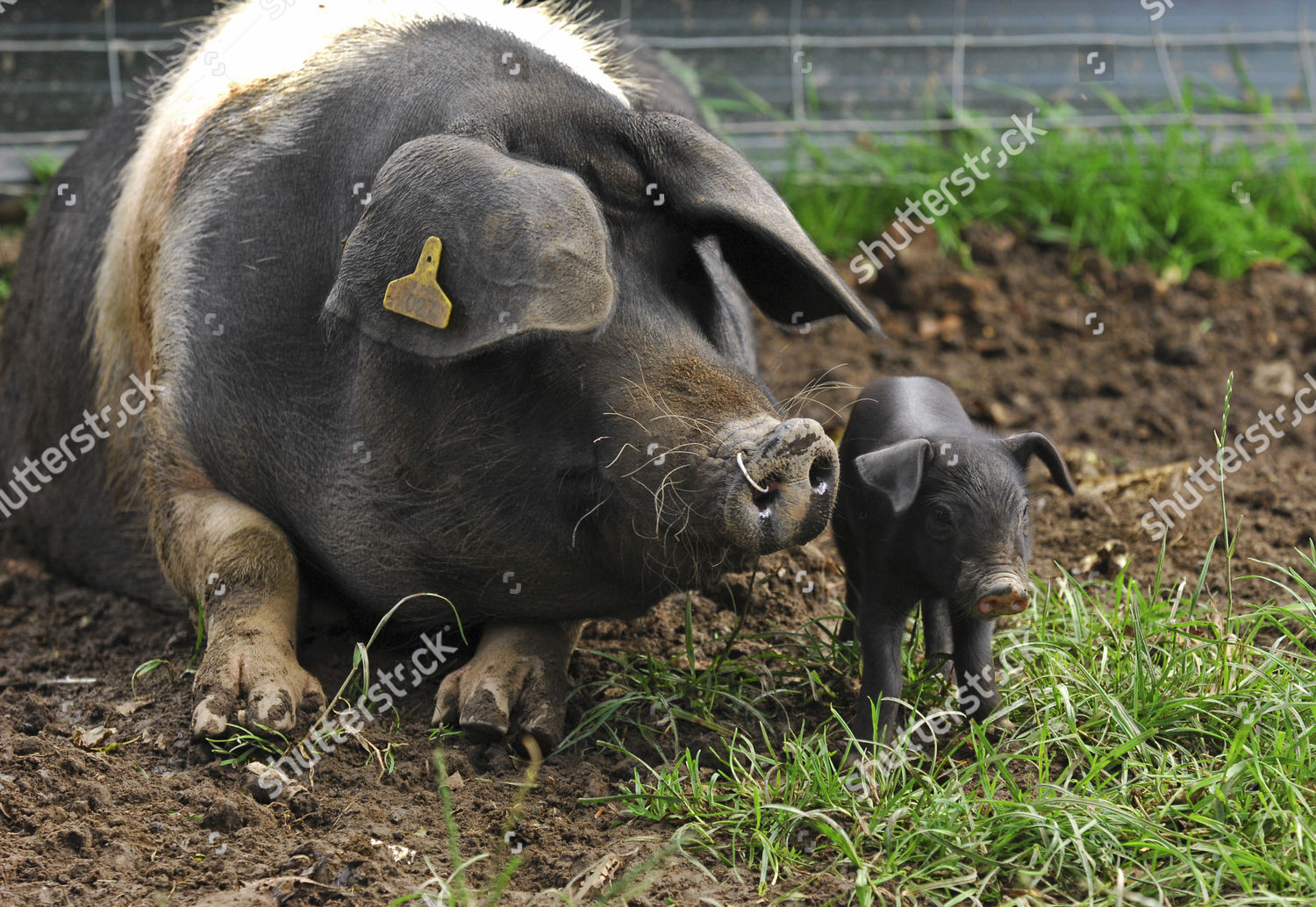 Domestic Pig Sus Scrofa Domestica Saddleback Editorial Stock Photo ...