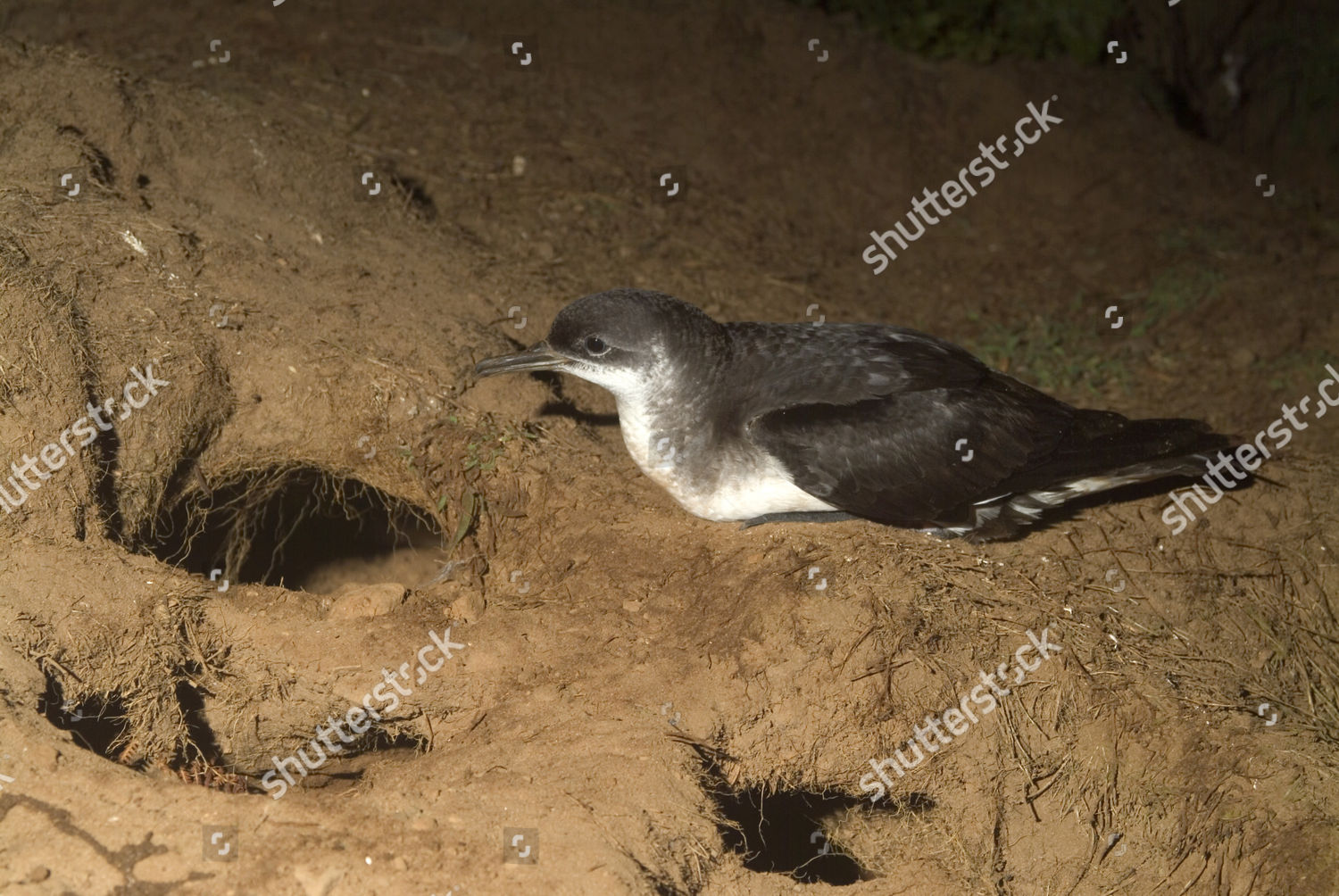 Manx Shearwater Puffinus Puffinus Beside Burrows Editorial Stock Photo ...