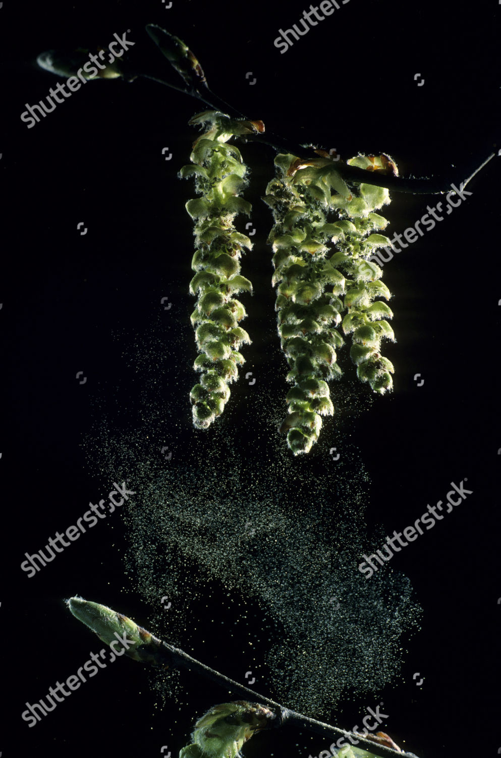 Common Beech Fagus Sylvatica Catkins Shedding Editorial Stock Photo ...