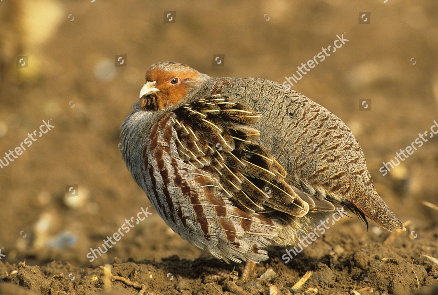 Grey Partridge Perdix Perdix On Ground Editorial Stock Photo - Stock ...