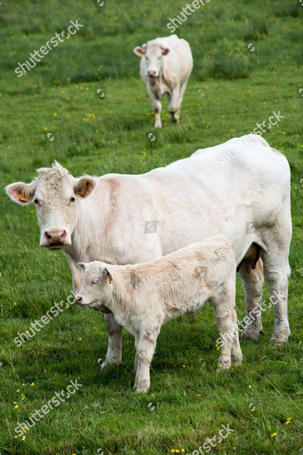 Purebred Cows Charolais Fields Around Campbon Editorial Stock Photo ...