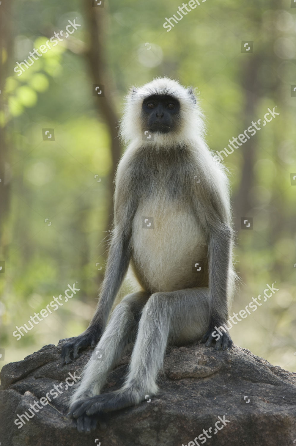 Hanuman Langur Common Langur Semnopithecus Entellus Editorial Stock ...