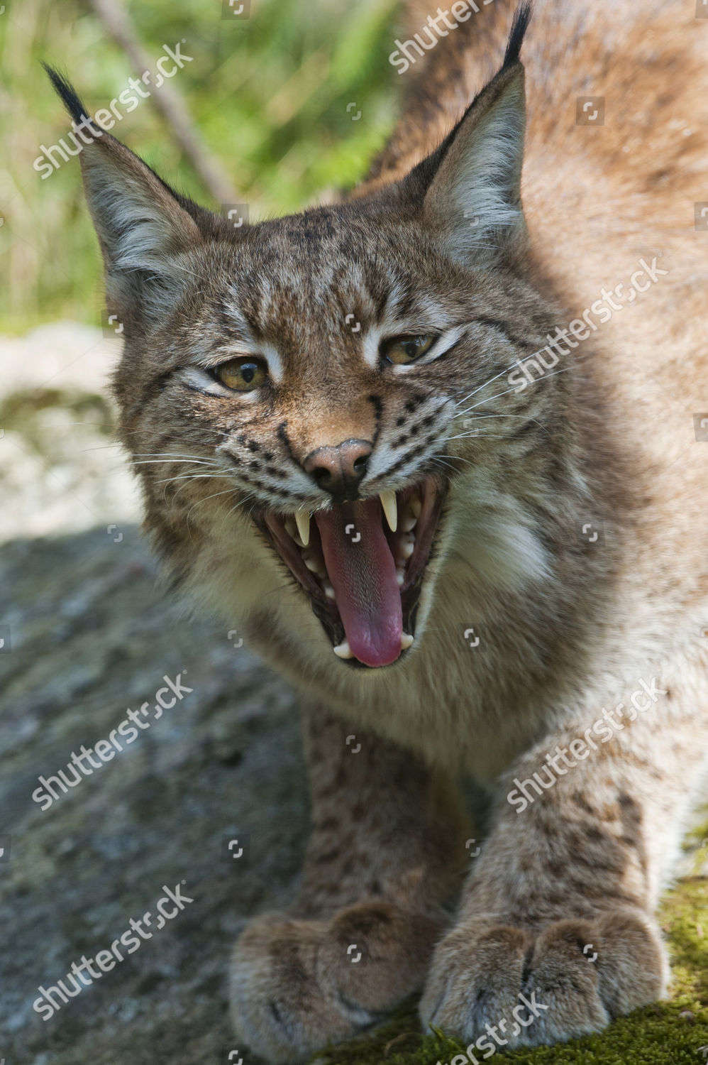 Eurasian Lynx Lynx Lynx Showing Teeth Editorial Stock Photo - Stock ...