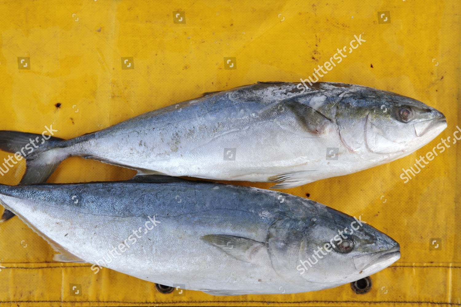 Yellowtail Amberjack Great Amberjack Seriola Lalandi Editorial Stock ...