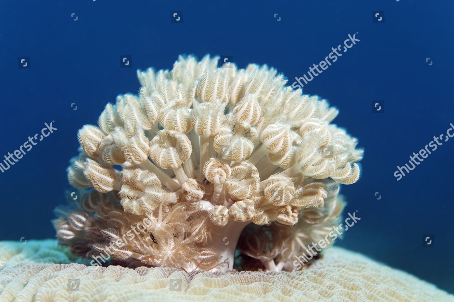 Xenia Coral Xenia Sp Grow On Editorial Stock Photo - Stock Image ...