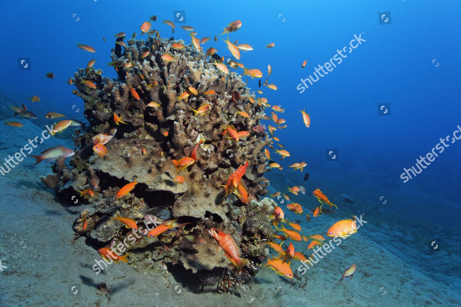 Large Stone Coral Merulina Ampliata Many Editorial Stock Photo - Stock ...