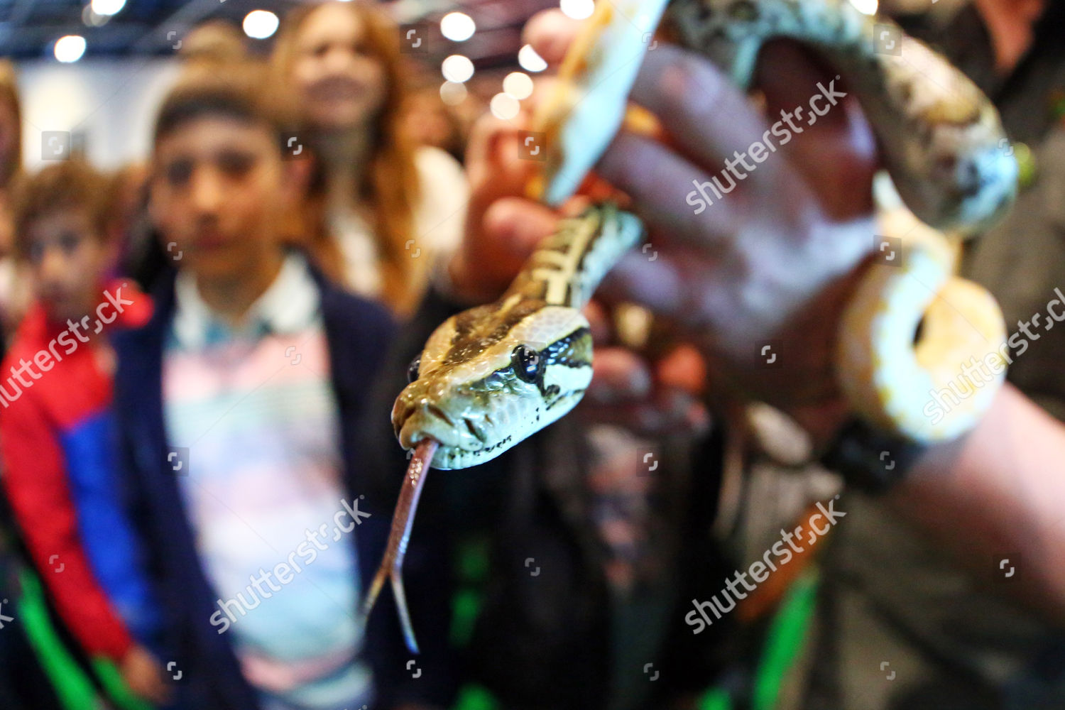 Burmese Python Poses Photo Editorial Stock Photo - Stock Image ...