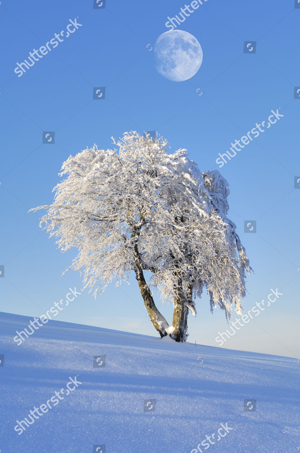 Moon Above European Beech Fagus Sylvatica Editorial Stock Photo - Stock ...