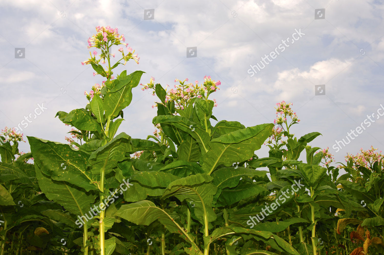 Flowering Tobacco Nicotiana Tabacum Plants Canton Editorial Stock Photo ...