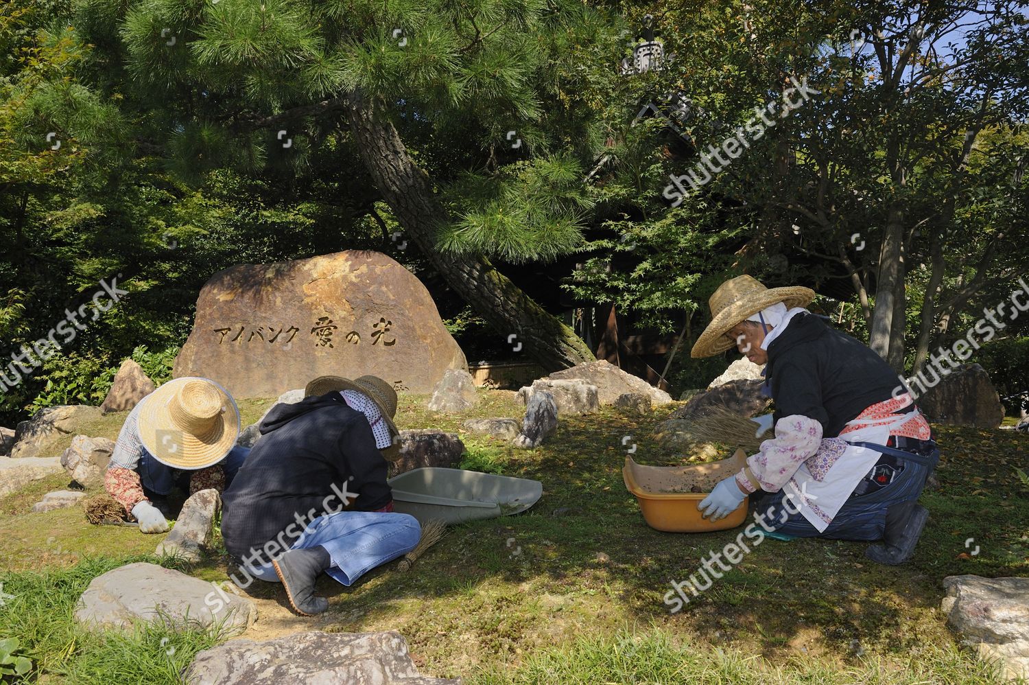 Gardeners Cultivating Moss By Plucking Grass Editorial Stock Photo ...