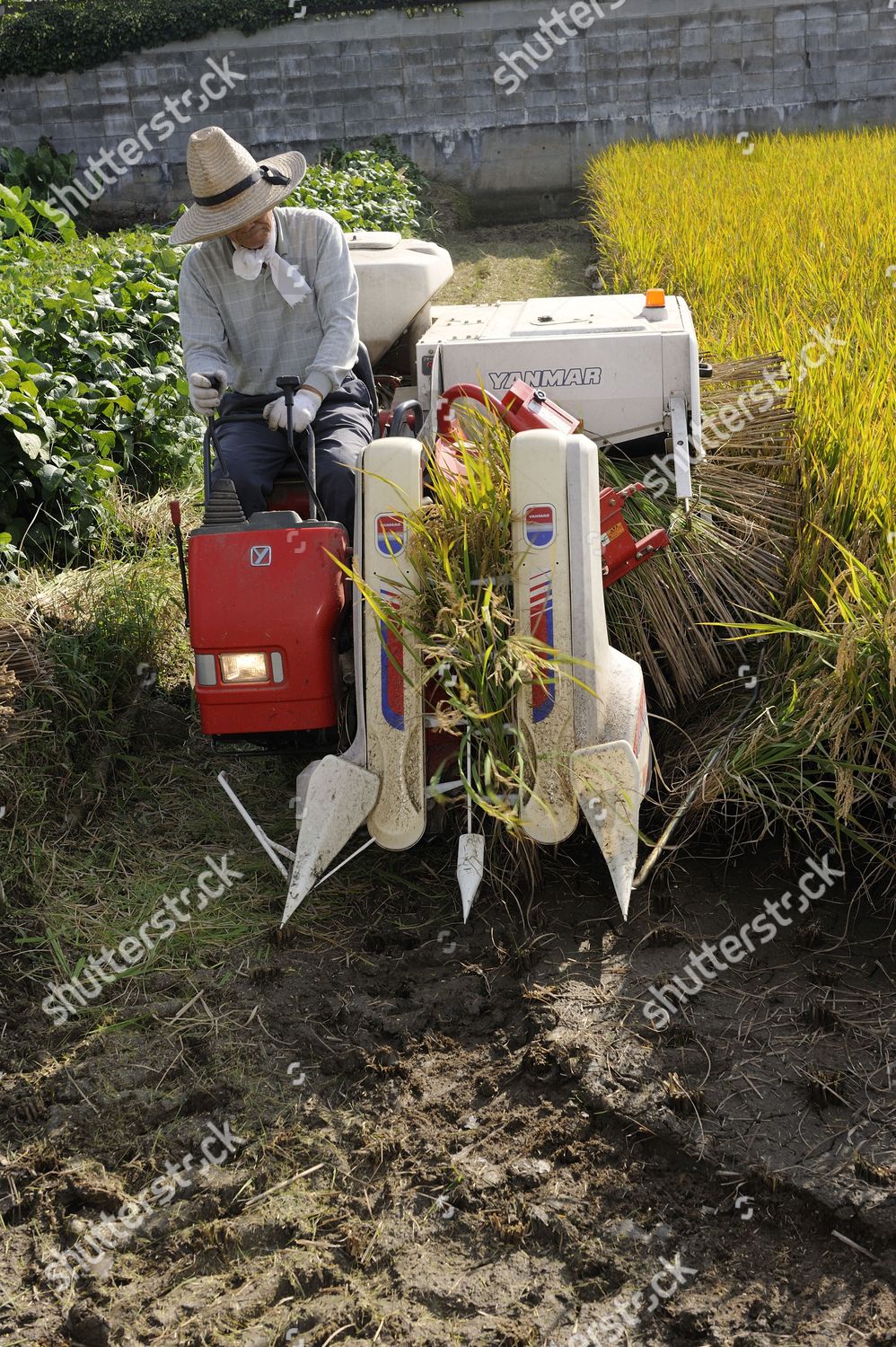 Japanese Rice Farmer Harvesting His Rice Editorial Stock Photo - Stock ...