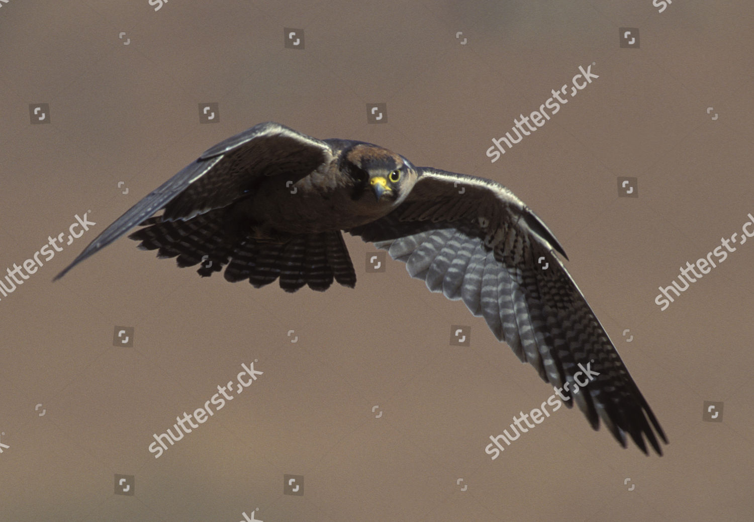 Lanner Falcon Falco Biarmicus Flight Giants Editorial Stock Photo ...