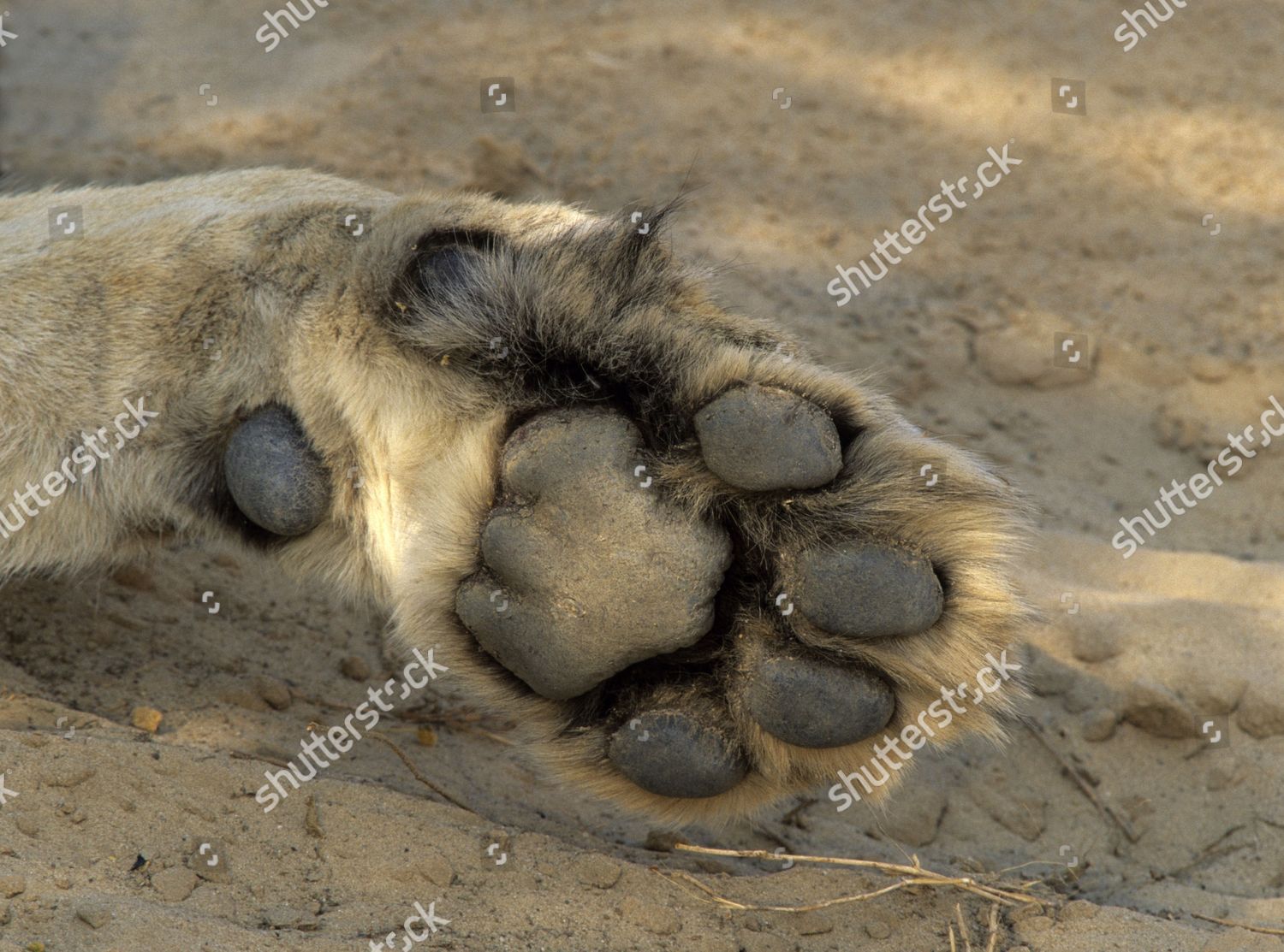 Lion Panthera Leo Paw Kgalagadi Transfrontier Editorial Stock Photo - Stock Image | Shutterstock