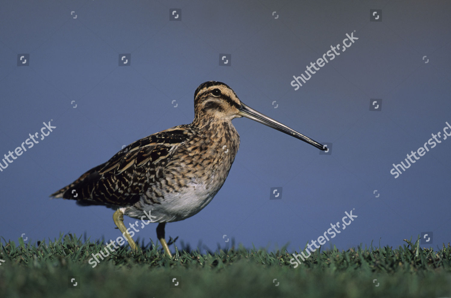 African Snipe Gallinago Nigripennis Gauteng South Editorial Stock Photo ...