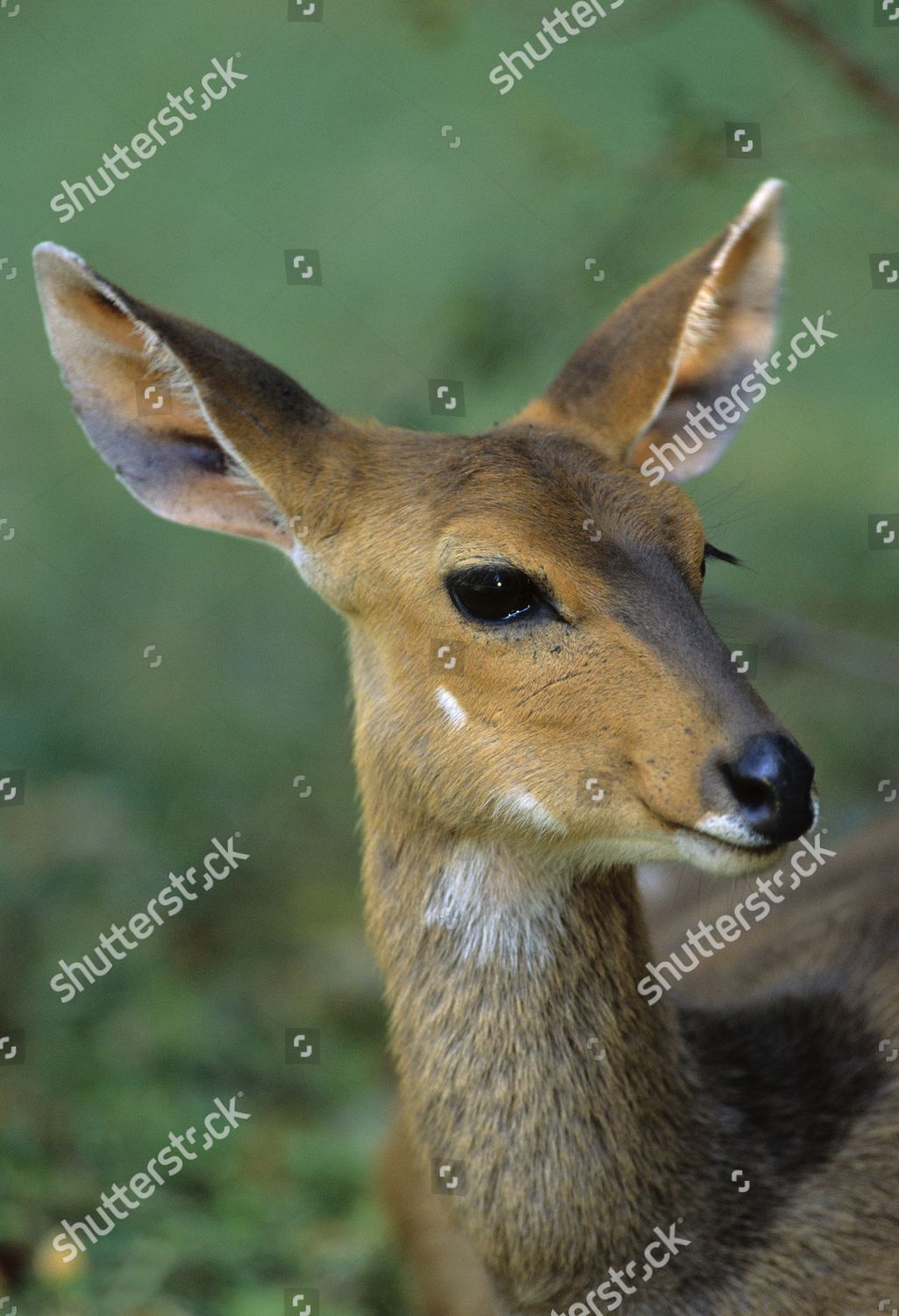 BUSHBUCK TRAGELAPHUS SCRIPTUS FEMALE SABI GREATER Editorial Stock Photo ...