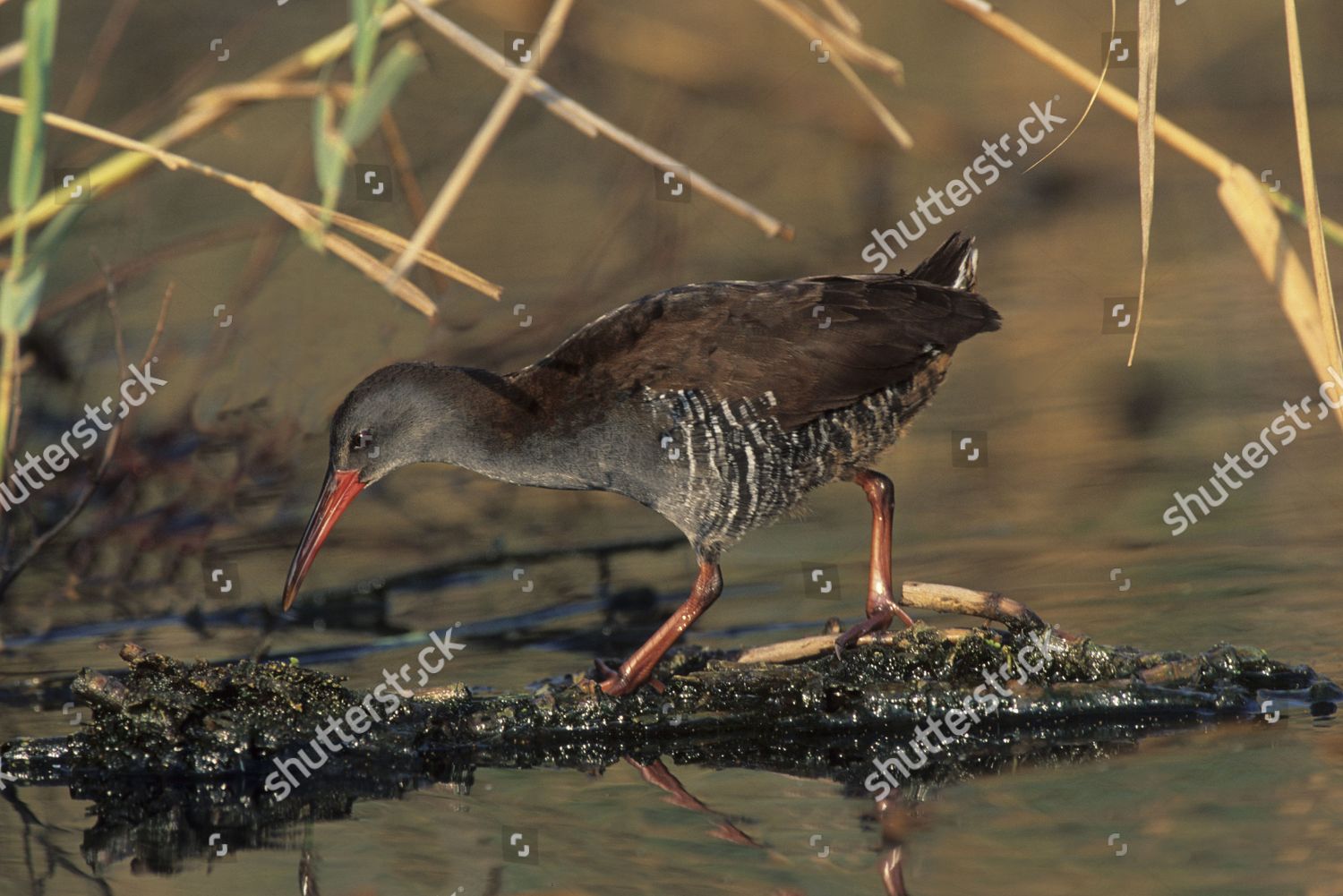 African Rail Rallus Caerulescens Marsh Habitat Editorial Stock Photo ...